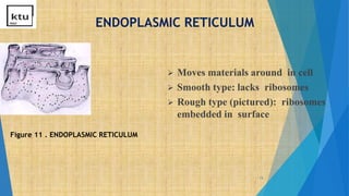Ppt presentation on cell types, structure and functions (1) | PPT