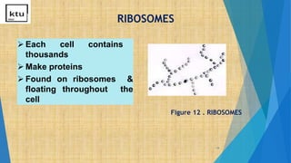 Ppt presentation on cell types, structure and functions (1) | PPT