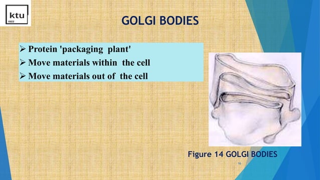 Ppt presentation on cell types, structure and functions (1) | PPT