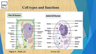 Ppt presentation on cell types, structure and functions (1) | PPT