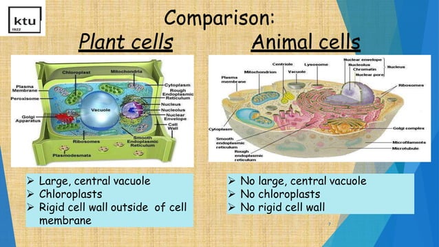 Ppt presentation on cell types, structure and functions (1) | PPT