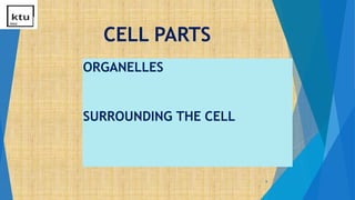 Ppt presentation on cell types, structure and functions (1) | PPT