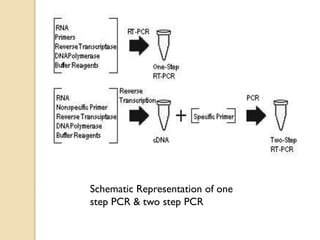ppt presentation pcr.pdf