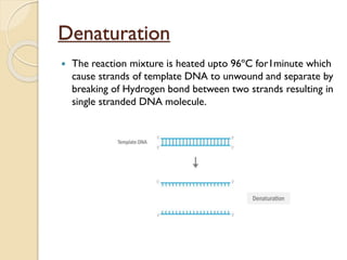 ppt presentation pcr.pdf