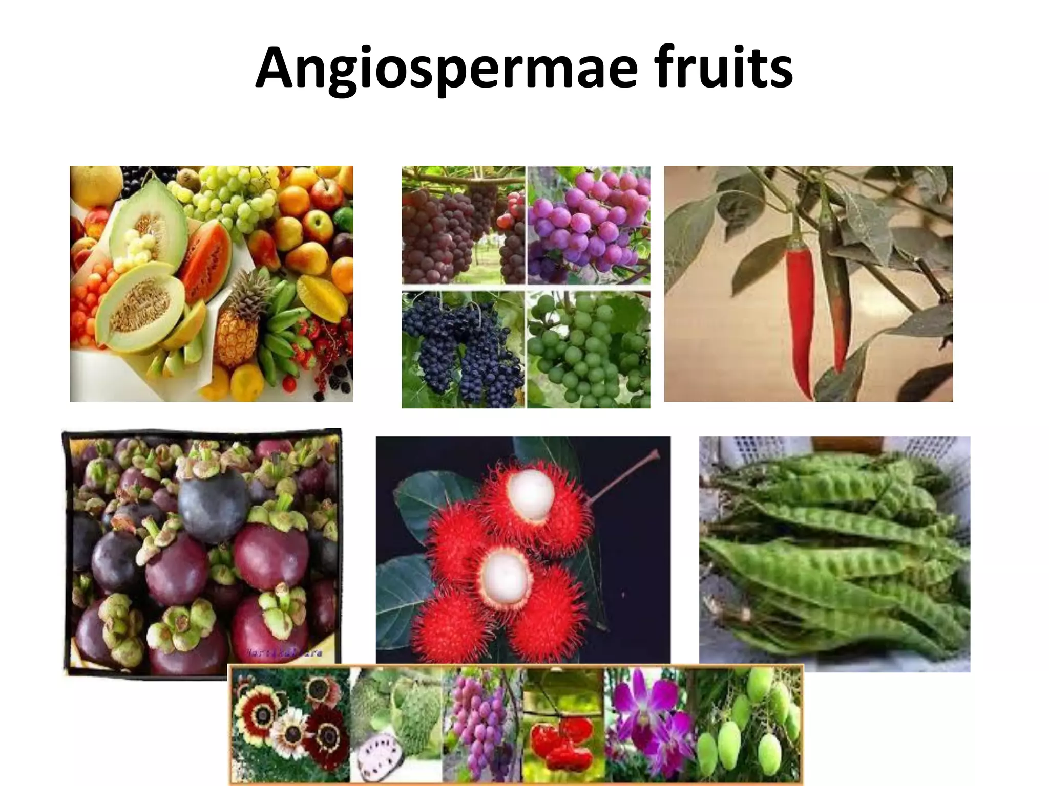 Angiospermae Reproduction and controls | PPT