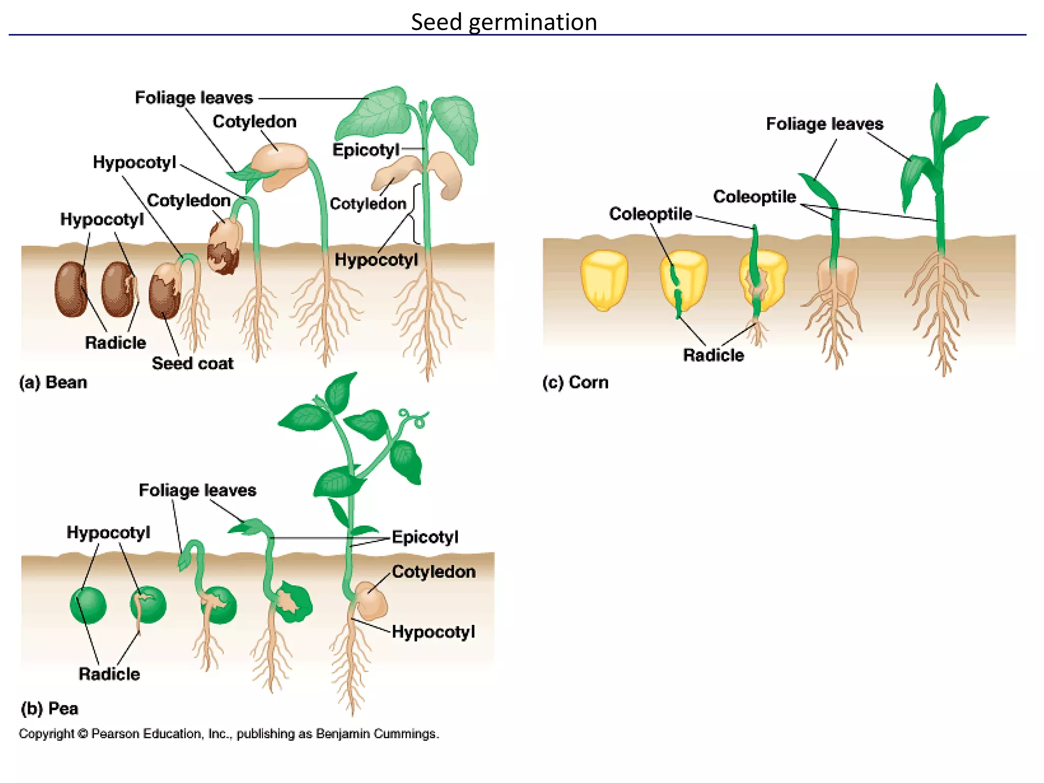 Angiospermae Reproduction and controls | PPT
