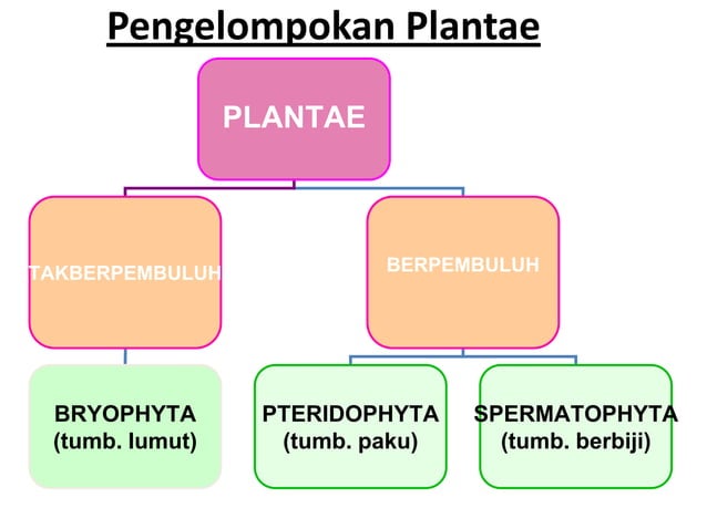 Angiospermae Reproduction and controls | PPT