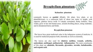 Development and characterization of herbal gel from leaf extract of ...