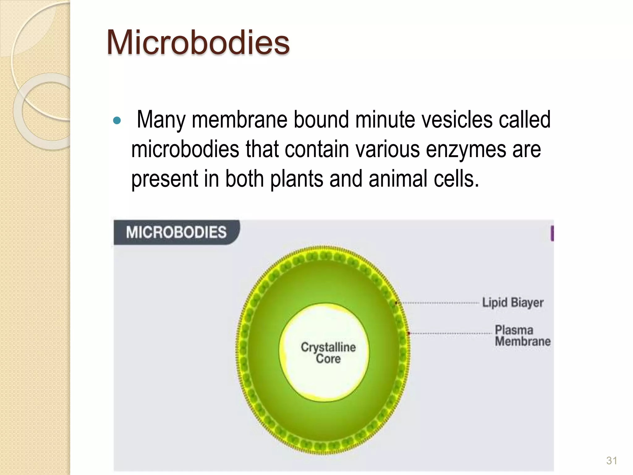prokaryotic and eukaryotic cell | PPTX
