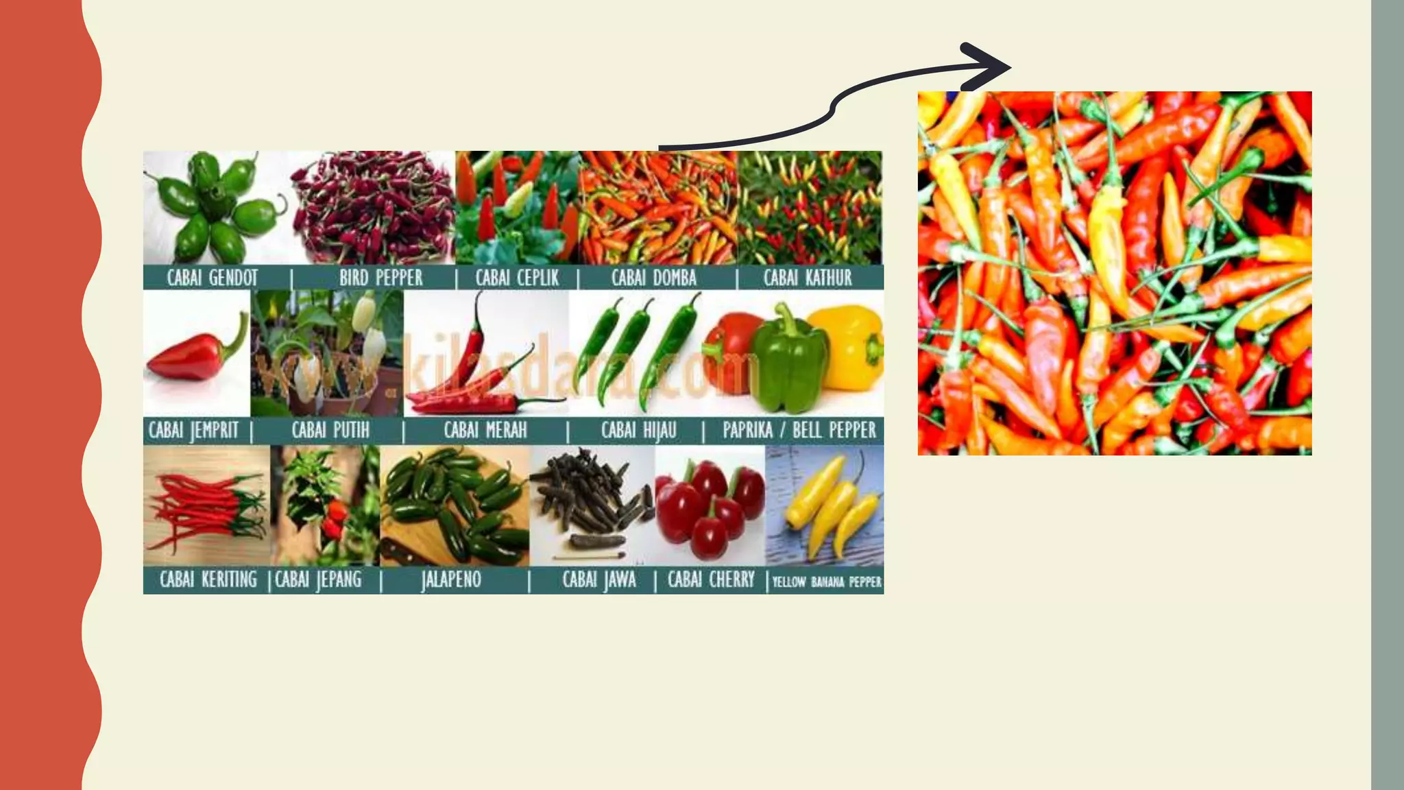 ppt_Proposal_Cabai_Rawit_Domba_pptx.pptx