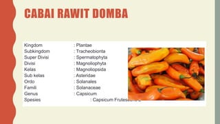 ppt_Proposal_Cabai_Rawit_Domba_pptx.pptx