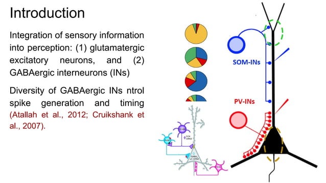 Modulatory role of CB1 on interneuron-mediated inhibition over ...