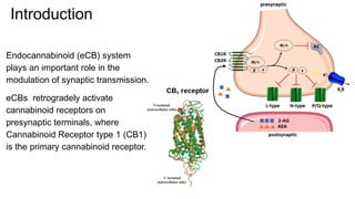 Modulatory role of CB1 on interneuron-mediated inhibition over ...