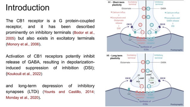 Modulatory role of CB1 on interneuron-mediated inhibition over ...