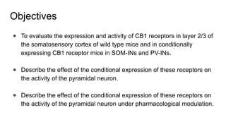 Modulatory role of CB1 on interneuron-mediated inhibition over ...