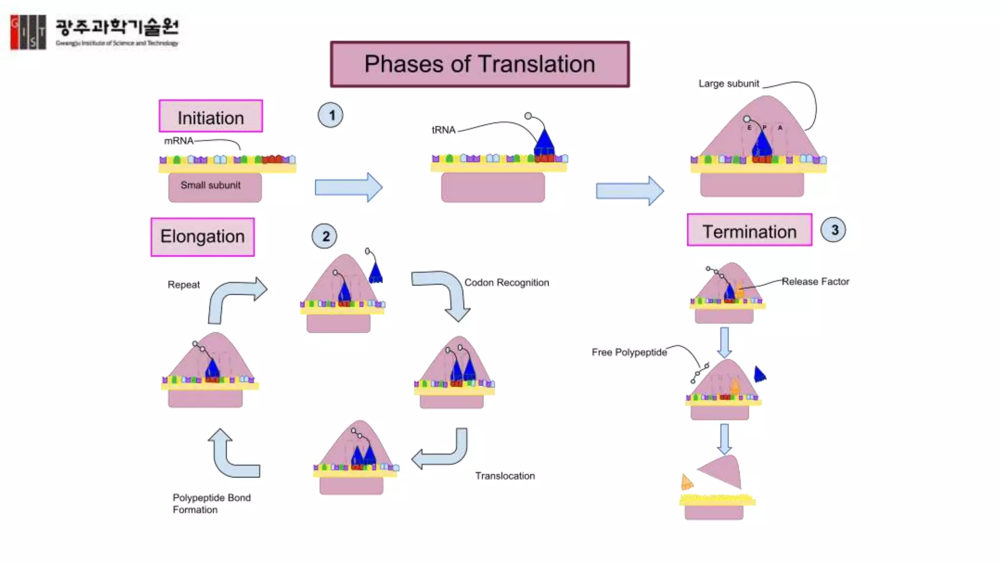 Translation Initiation in Eukaryotes | PPTX