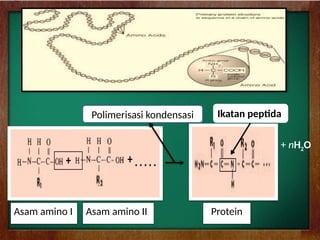 struktur dan tata nama protein kimia kelas XII | PPTX
