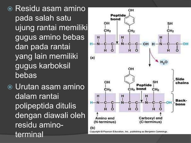 PROTEIN ROIKHATUL DAN ZENA | PPTX