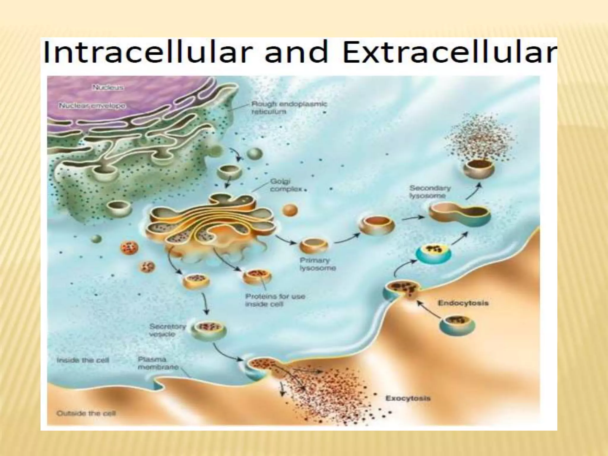 PPT protein separation and purification | PPTX