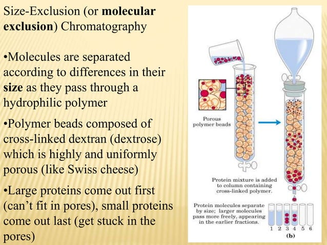 PPT protein separation and purification | PPTX | Biological Sciences ...