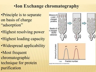 PPT protein separation and purification | PPTX