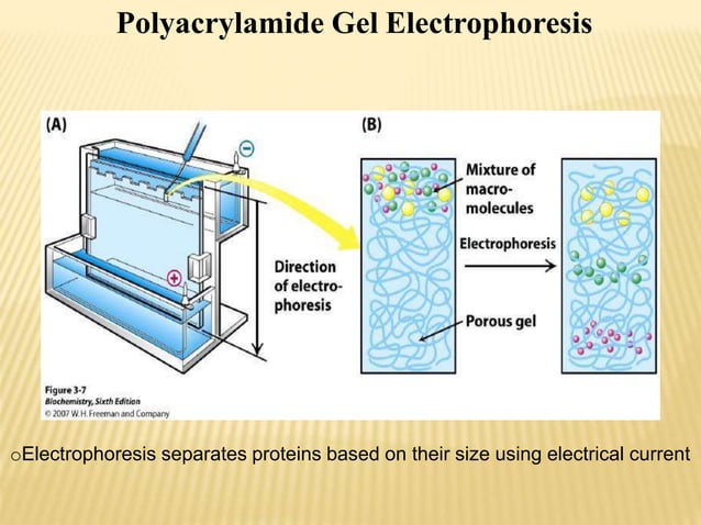 PPT protein separation and purification | PPTX | Biological Sciences ...