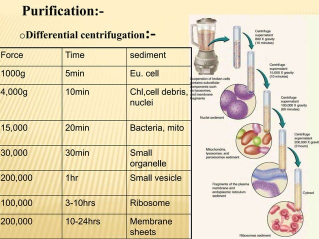 PPT protein separation and purification | PPTX | Biological Sciences ...