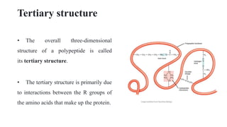 PPT Protein Structure.pptx