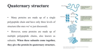 PPT Protein Structure.pptx