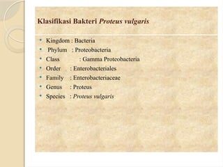 PPT PROTEUS VULGARIS Arnita E.Manurung TLM IIA.pptx