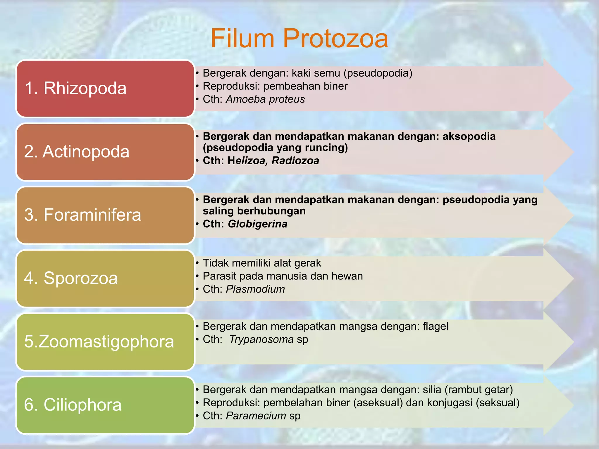 PPT PROTISTA.pptx
