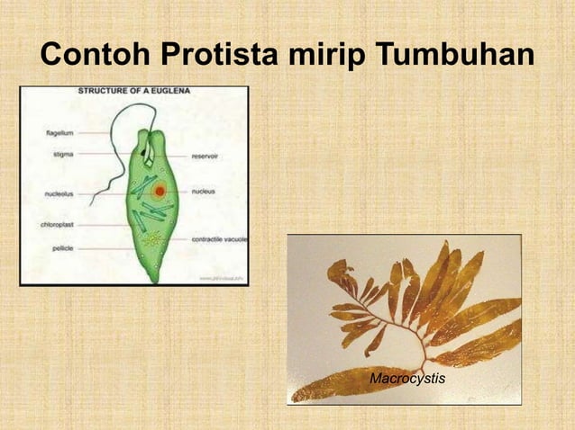 PPT PROTISTA.pptx