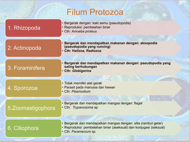 PPT PROTISTA.pptx
