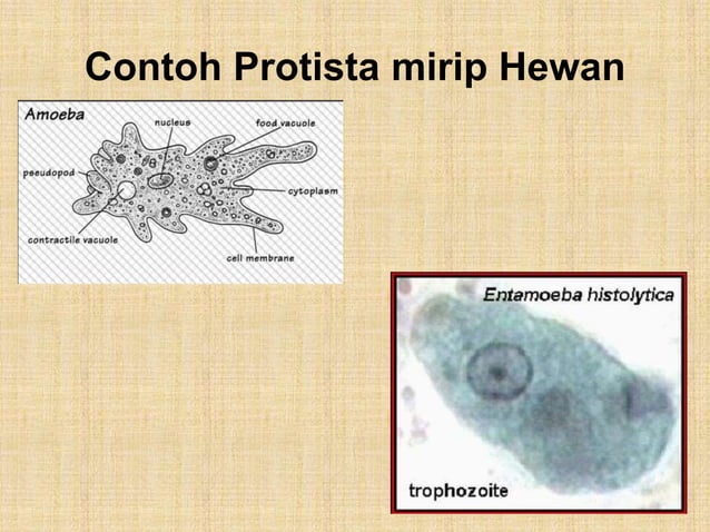 PPT PROTISTA.pptx | Free Download