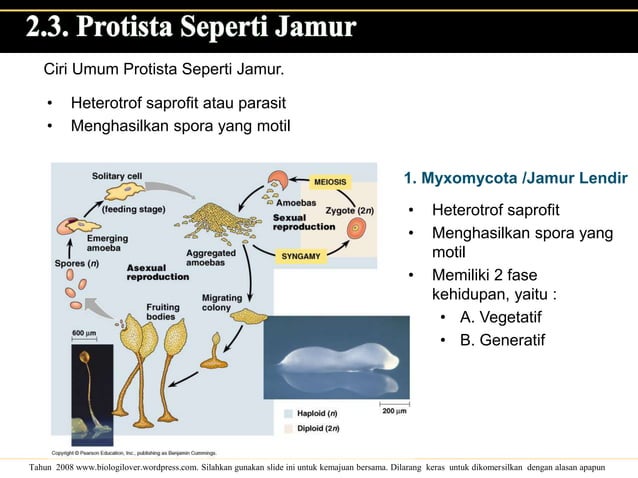 Materi Protista untuk kelas X SMA/MA semester genap | PPT