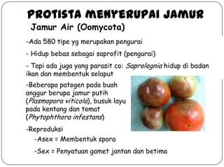 Ppt protista mirip jamur | PPTX
