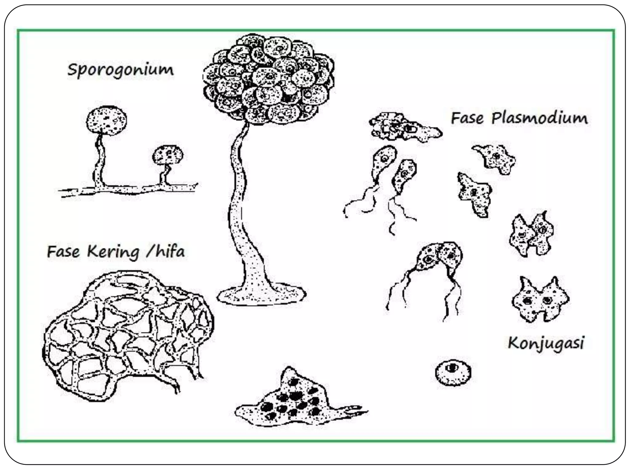 Ppt protista mirip jamur | PPT