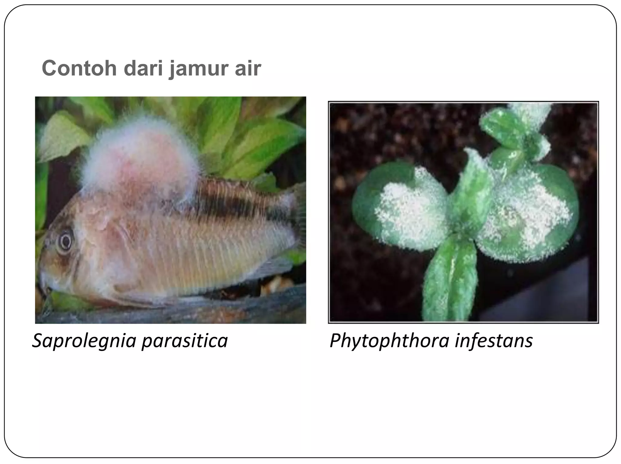 Ppt protista mirip jamur | PPT