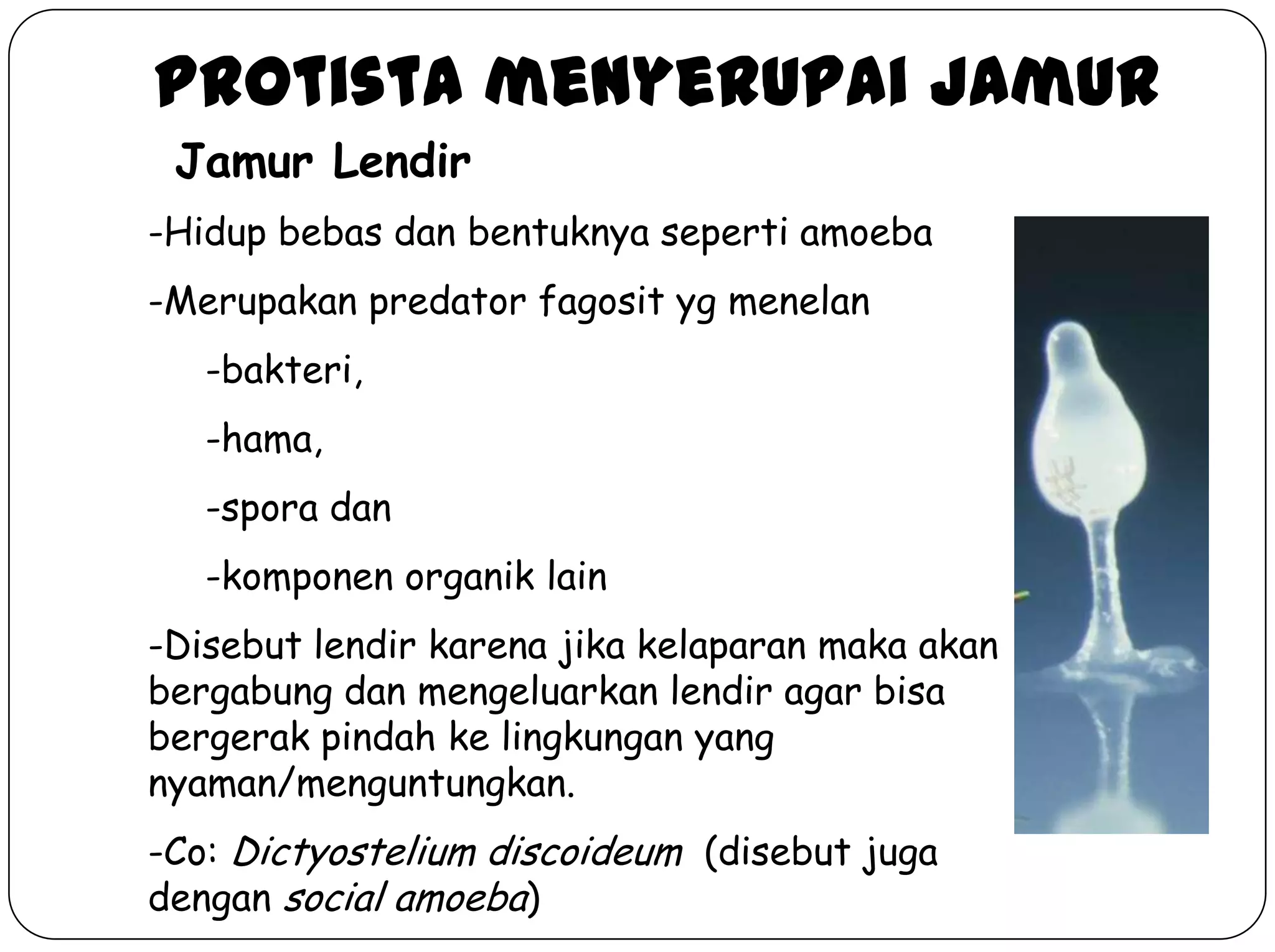 Ppt protista mirip jamur | PPT
