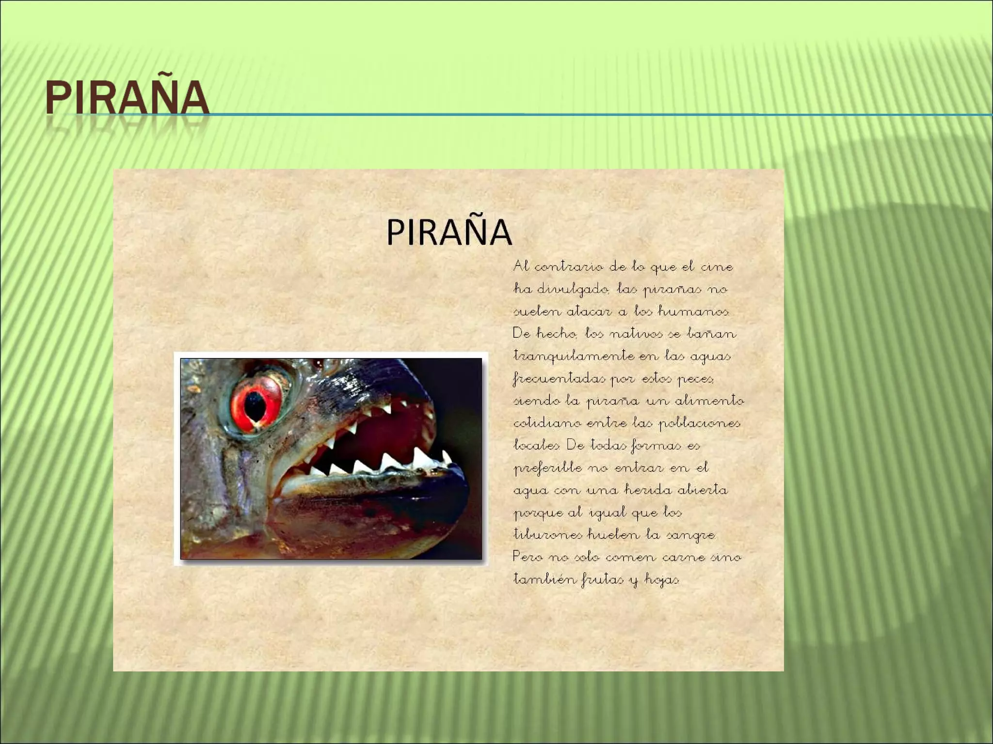 Proyecto La selva amazónica | PPT