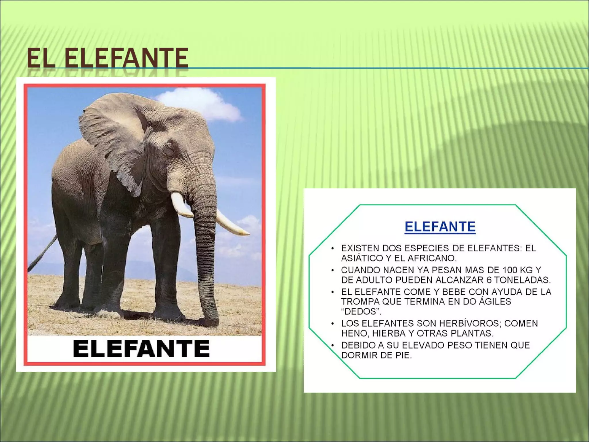 Proyecto La selva amazónica | PPT