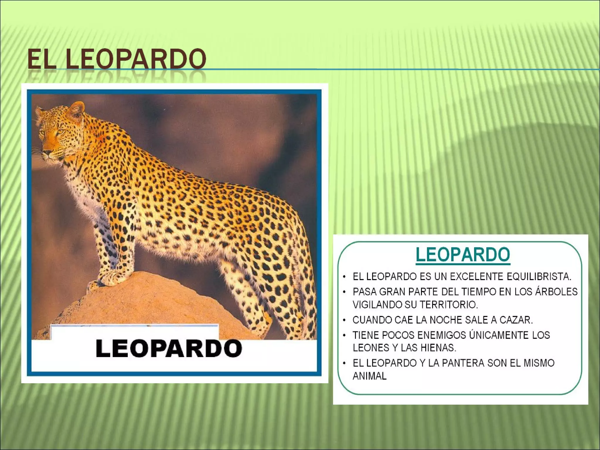 Proyecto La selva amazónica | PPT