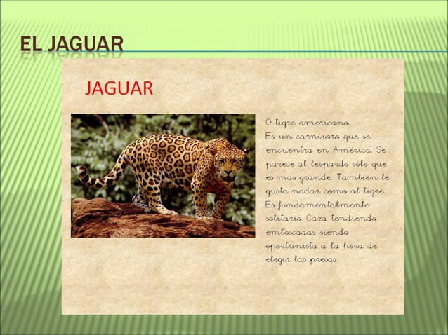 Proyecto La selva amazónica | PPT