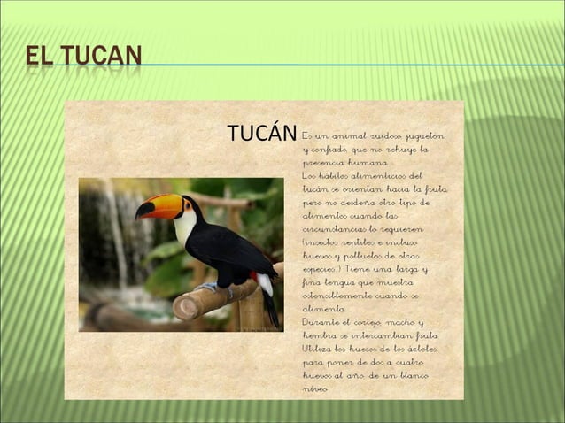 Proyecto La selva amazónica | PPT