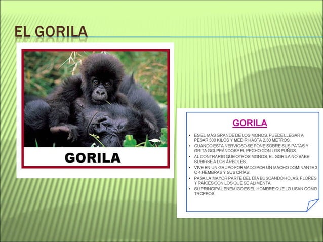 Proyecto La selva amazónica | PPT
