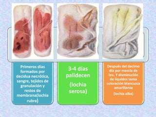 PUERPERIO FISIOLOGICO | PPT