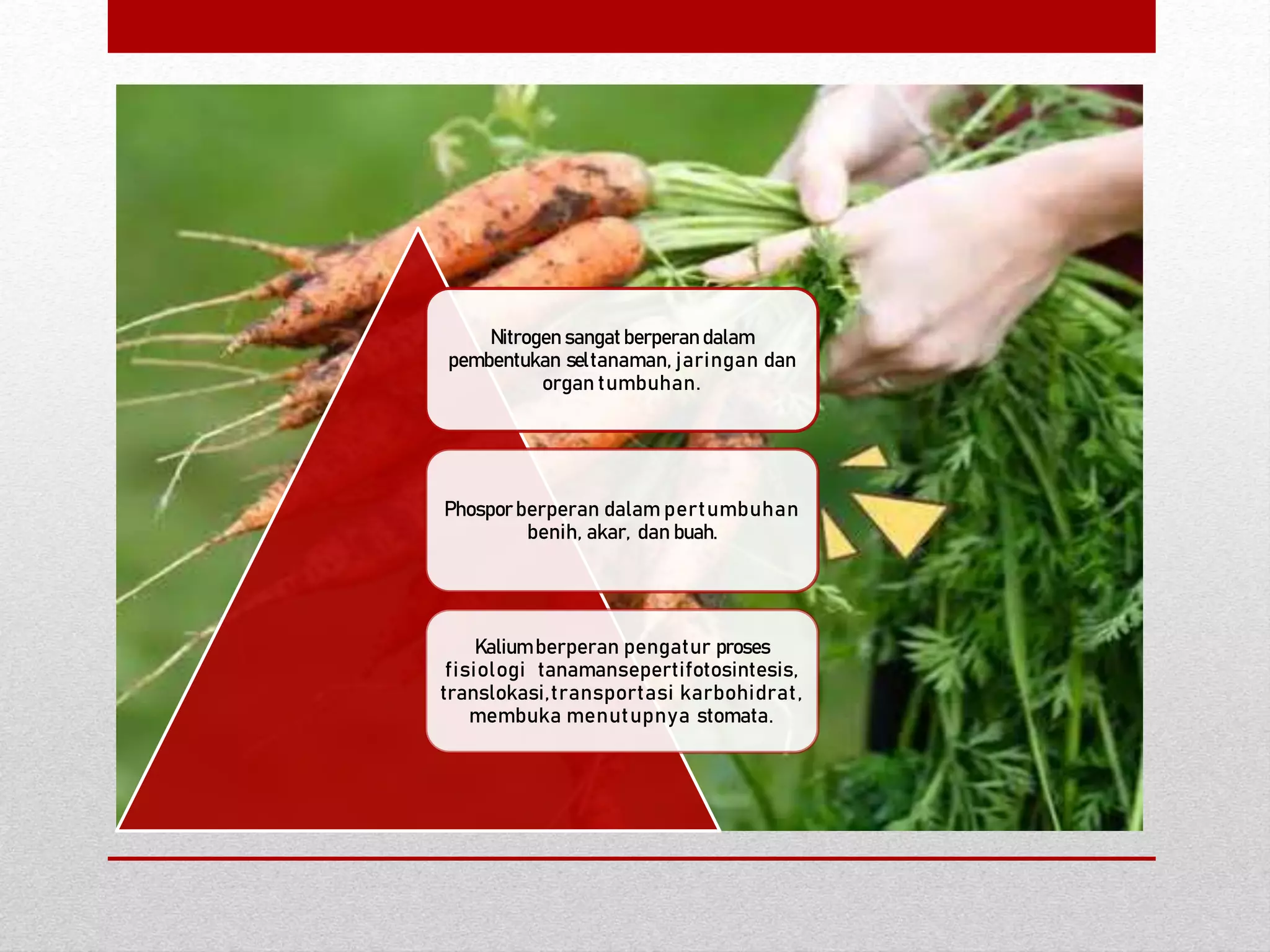 PPT_Pupuk Kandang Ayam.pptx