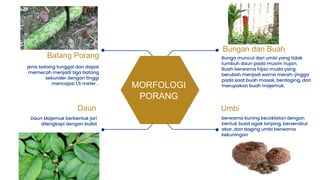 PPT Qoifani Azzahra (Kegiatan Pasca Panen Tanaman Porang).pptx
