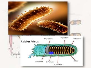 RABIES | PPTX