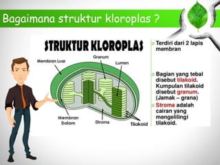 ragam kloroplas pada tumbuhan | PPT